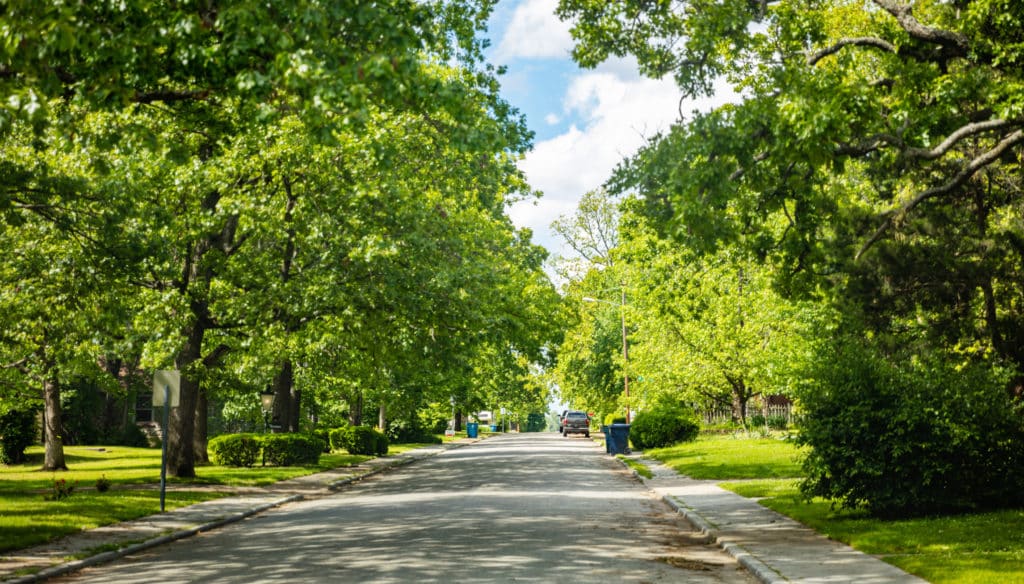 Street Tree Identification » Trees, Urban Forestry » HF&G