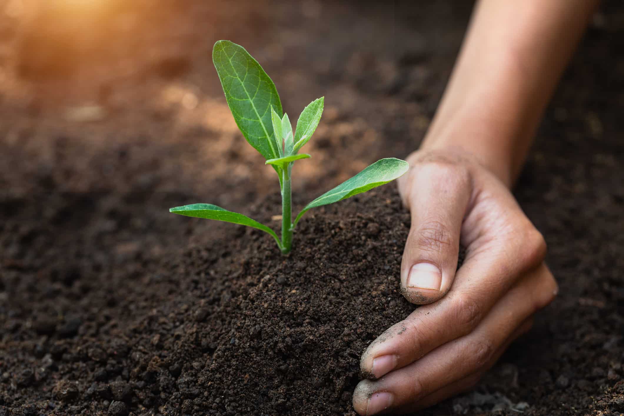 A Guide to Pinching Seedlings » Plants » HF&G