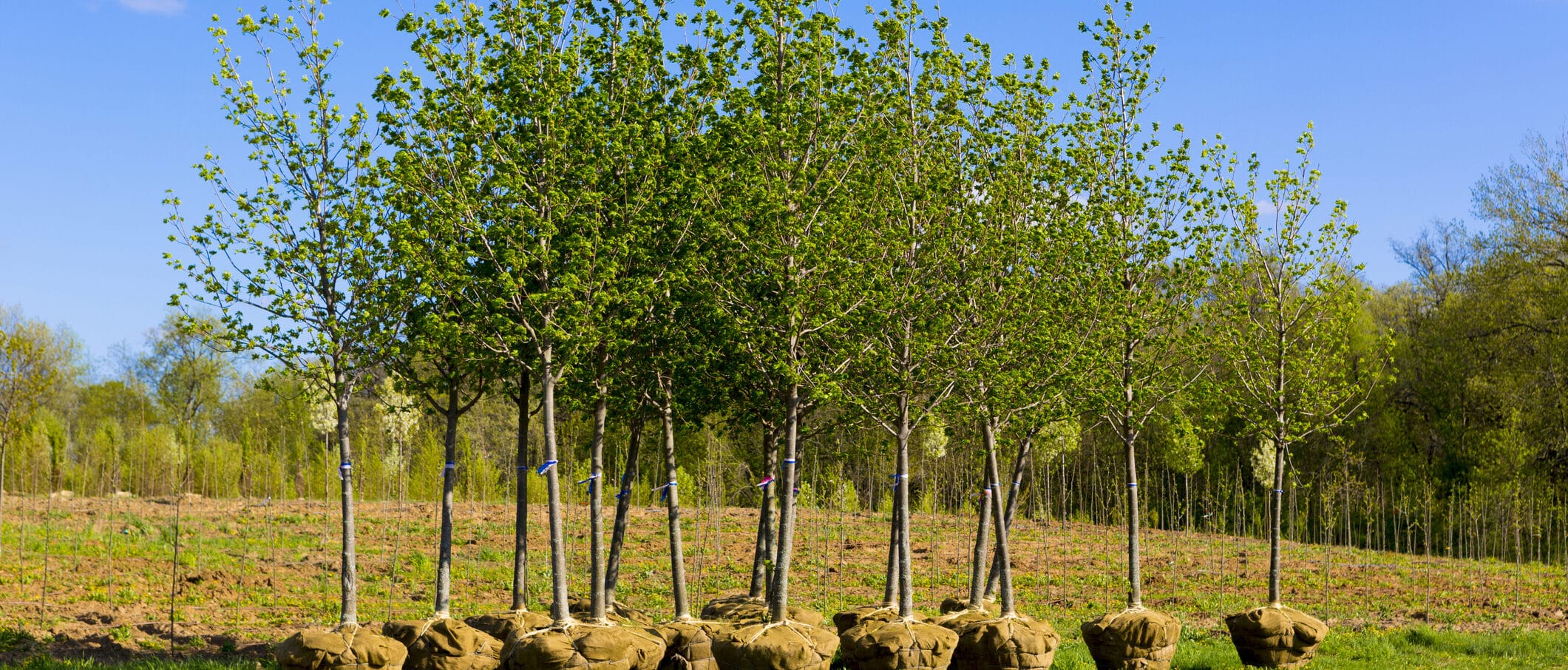 Structural Pruning of a Young Tree » Tree Care, Trees, Urban Forestry ...