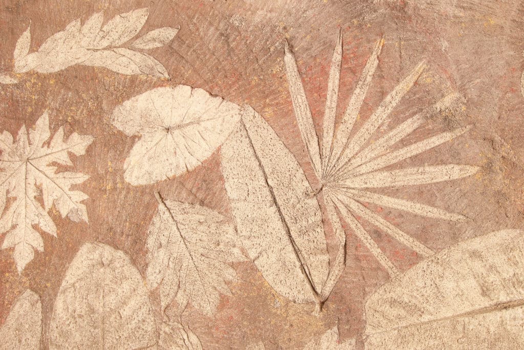 Plant Fossils » Plants » HF&G
