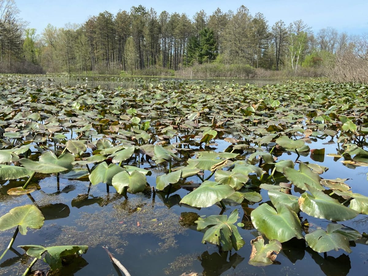 Blueberry Pond Trail » Holden Arboretum » HF&G