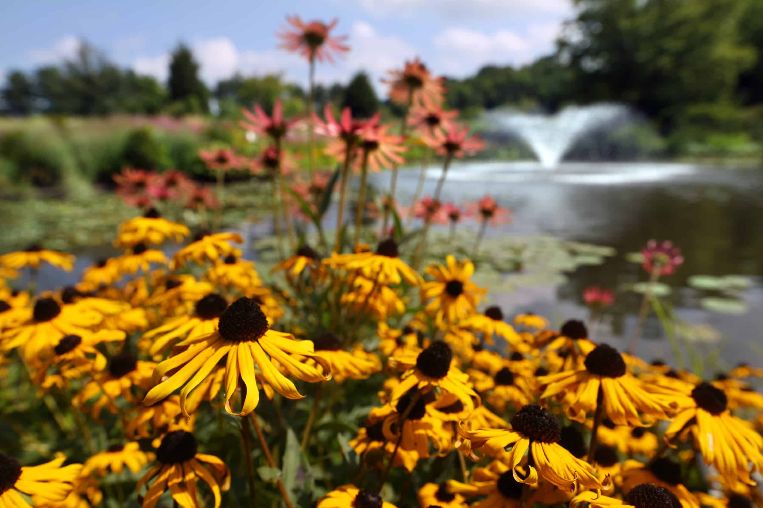 Landscaping for Biodiversity in Ohio » Plants, Plant communities » HF&G