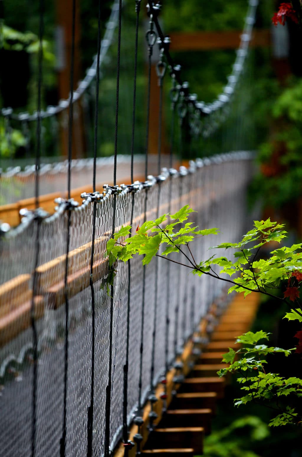 Murch Canopy Walk » HF&G