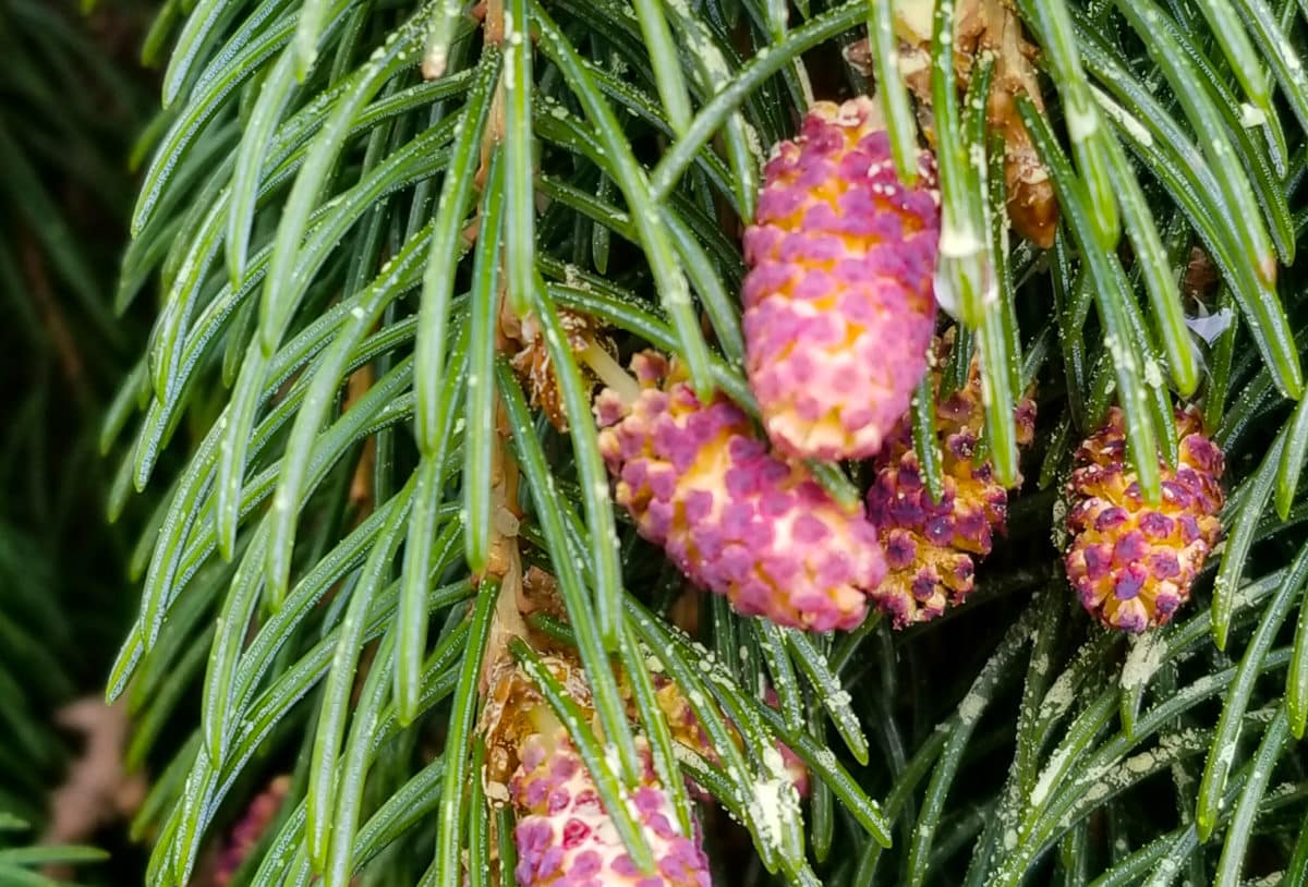 Conifer Trail » Holden Arboretum » HF&G