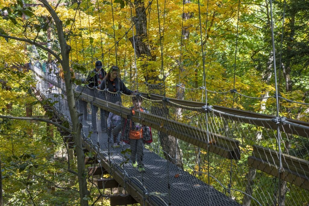 Social Story: Murch Canopy Walk » HF&G