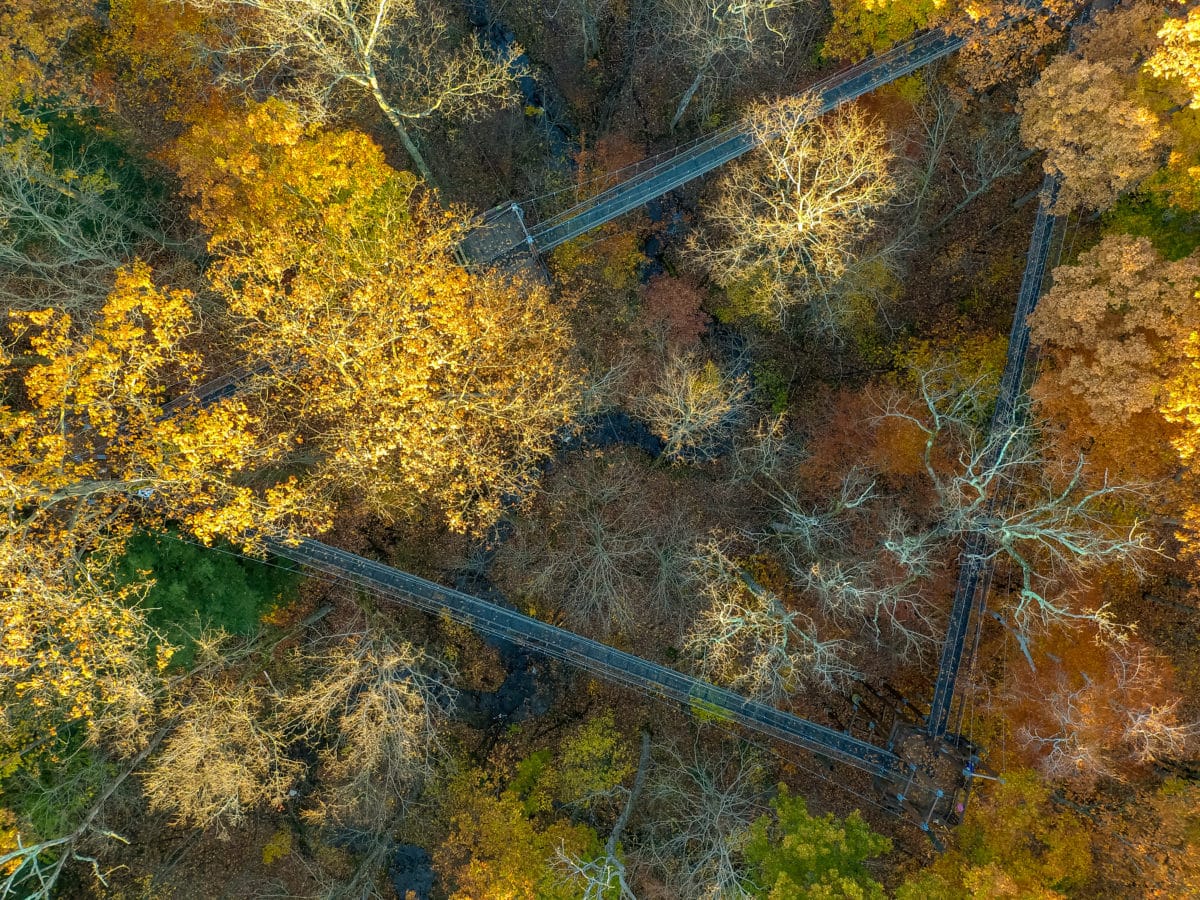 The Necessity of Scrub-Shrub and Young Forests » Land management, Trees ...