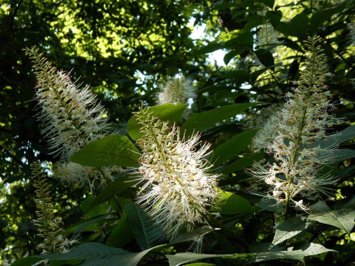 Bottlebrush Buckeye » HF&G