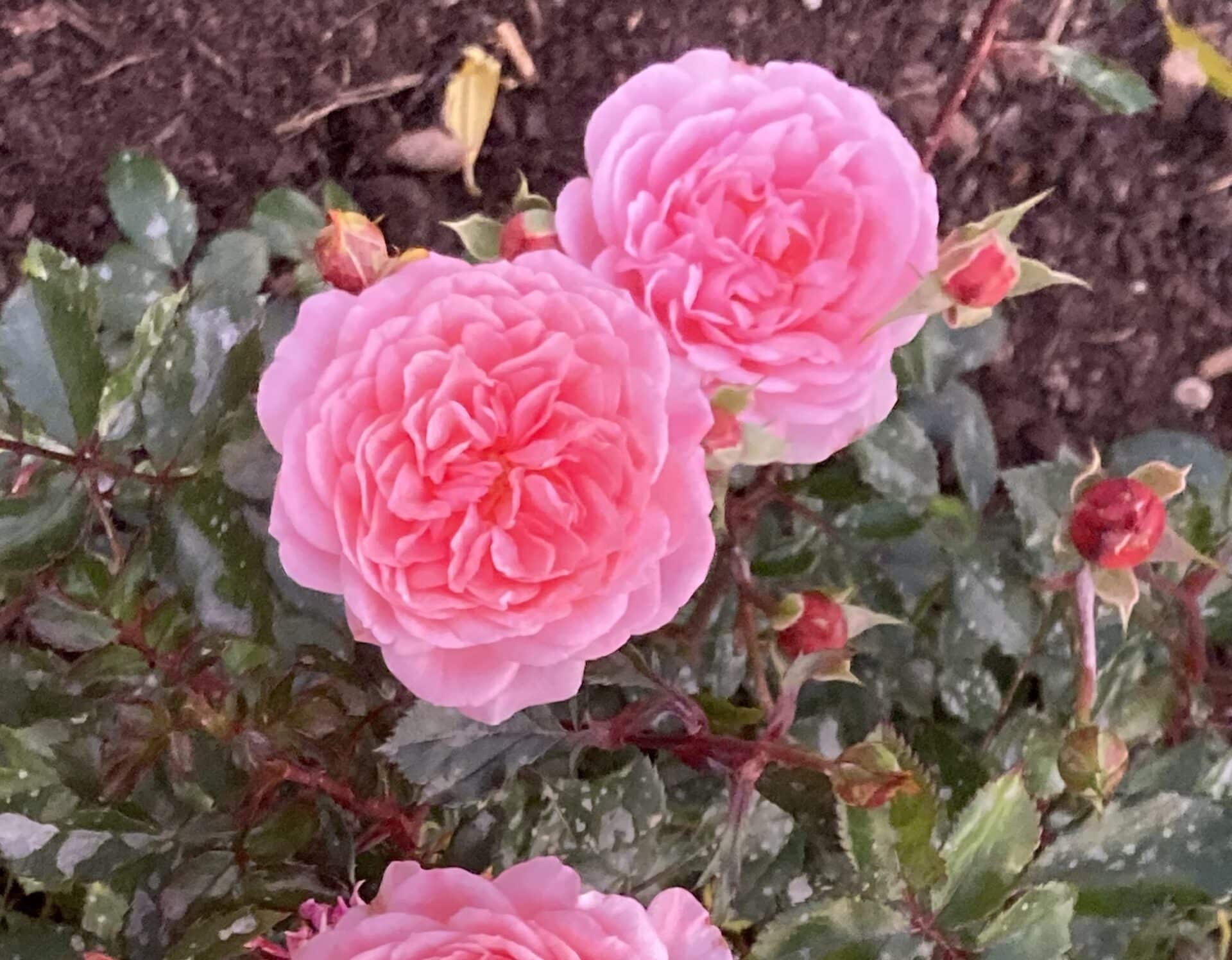 Lifecycles of Plants: Growing Through Changes » Holden Arboretum ...