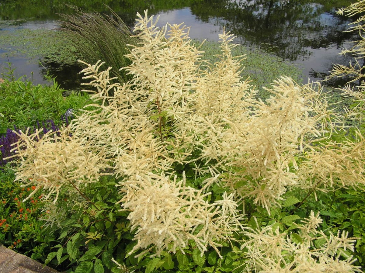 Arlene and Arthur S. Holden Jr. Butterfly Garden » Holden Arboretum » HF&G