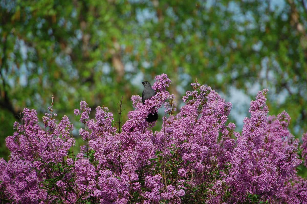 Display Garden » Holden Arboretum » HF&G