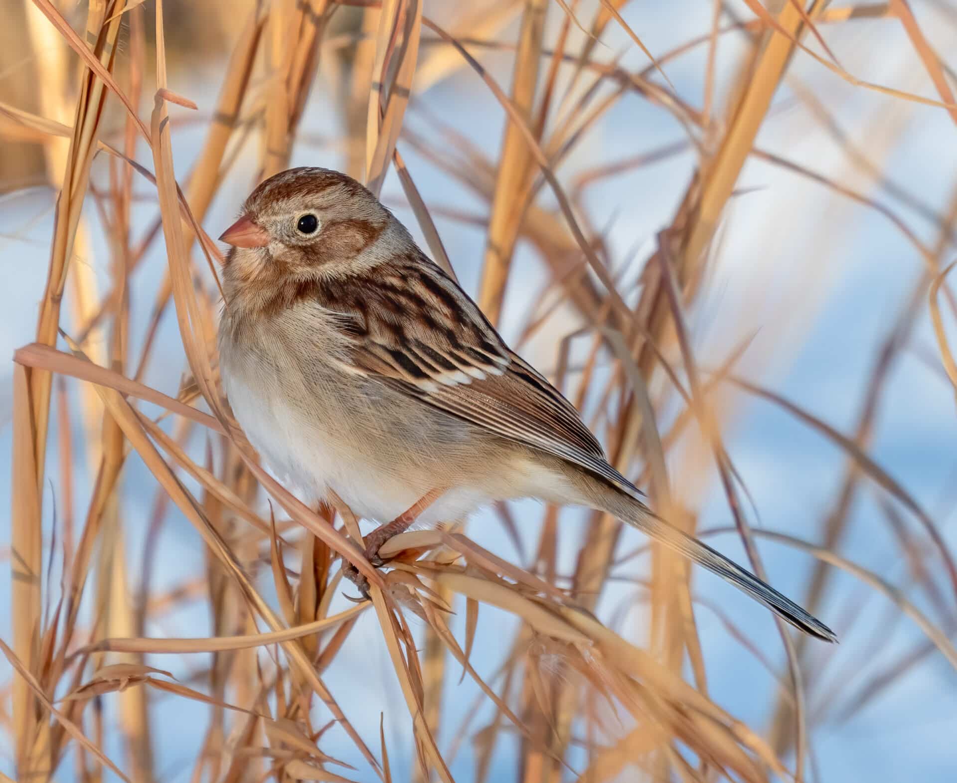 Field Sparrow » HF&G