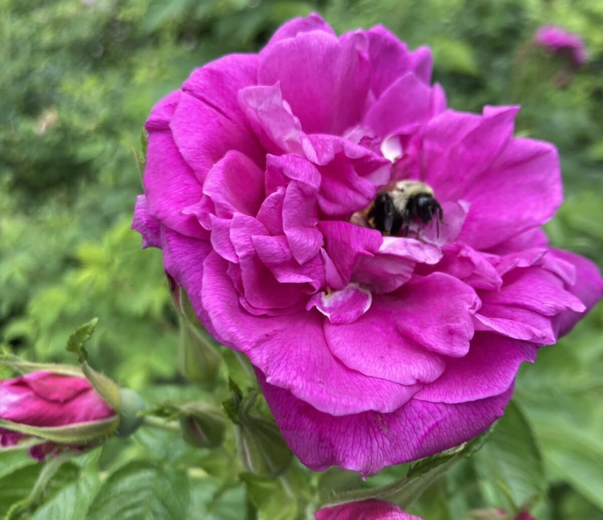 Rose Garden » Holden Forests & Gardens