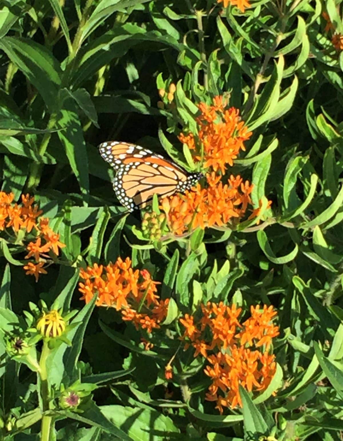 How to Create a Butterfly Garden » Wildlife » HF&G