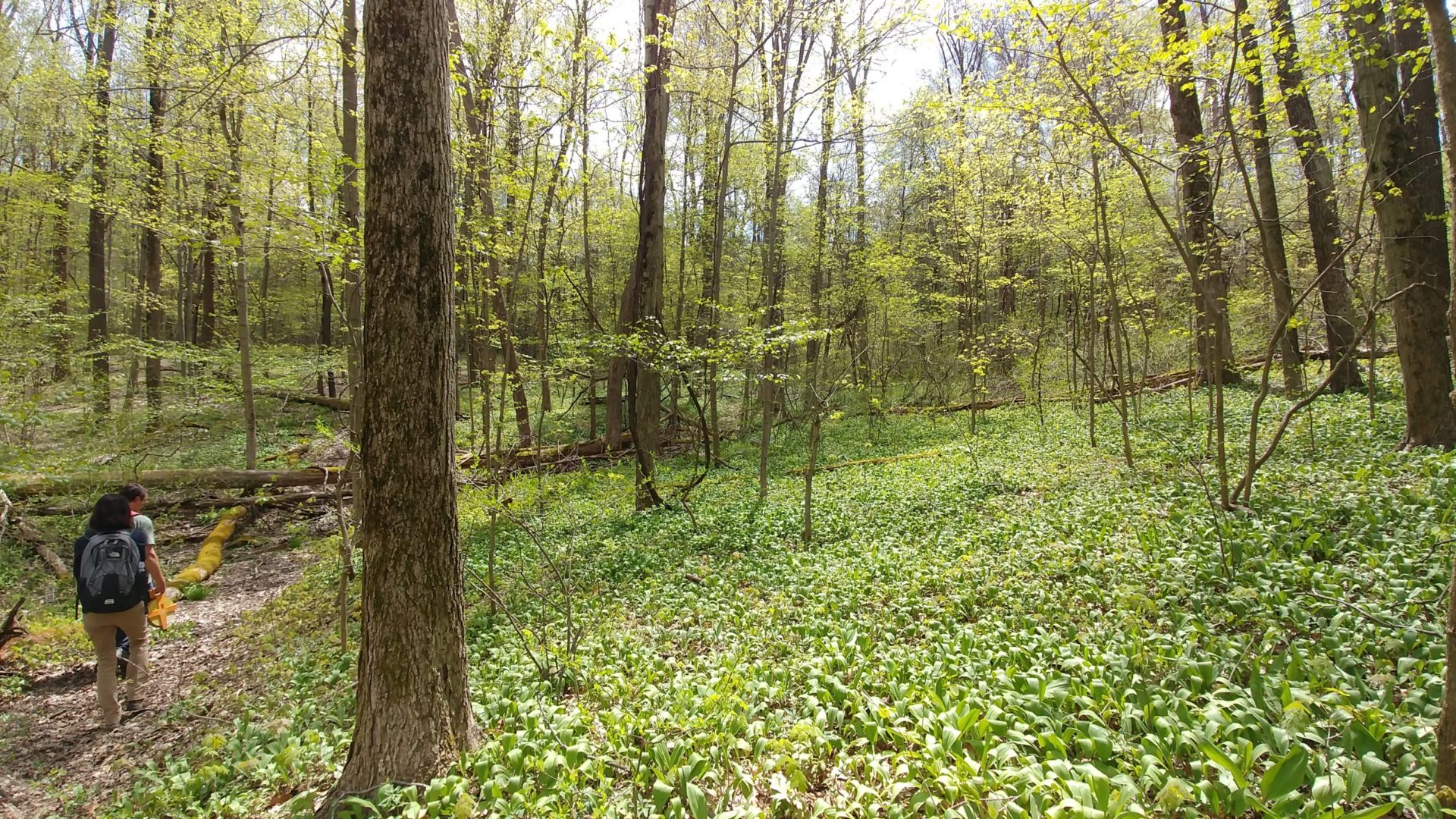 Promoting Healthy Forests Through Research at Working Woods » Land ...