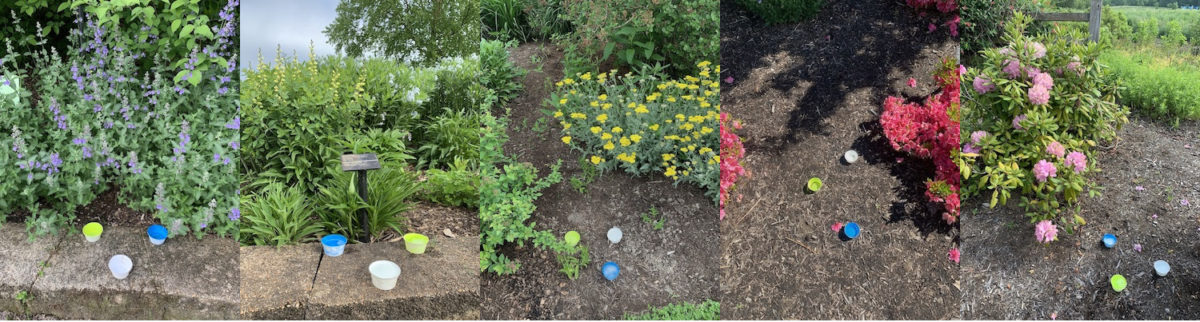 June is Pollinator Month: Here's why we need pollinators! » Pollinators ...