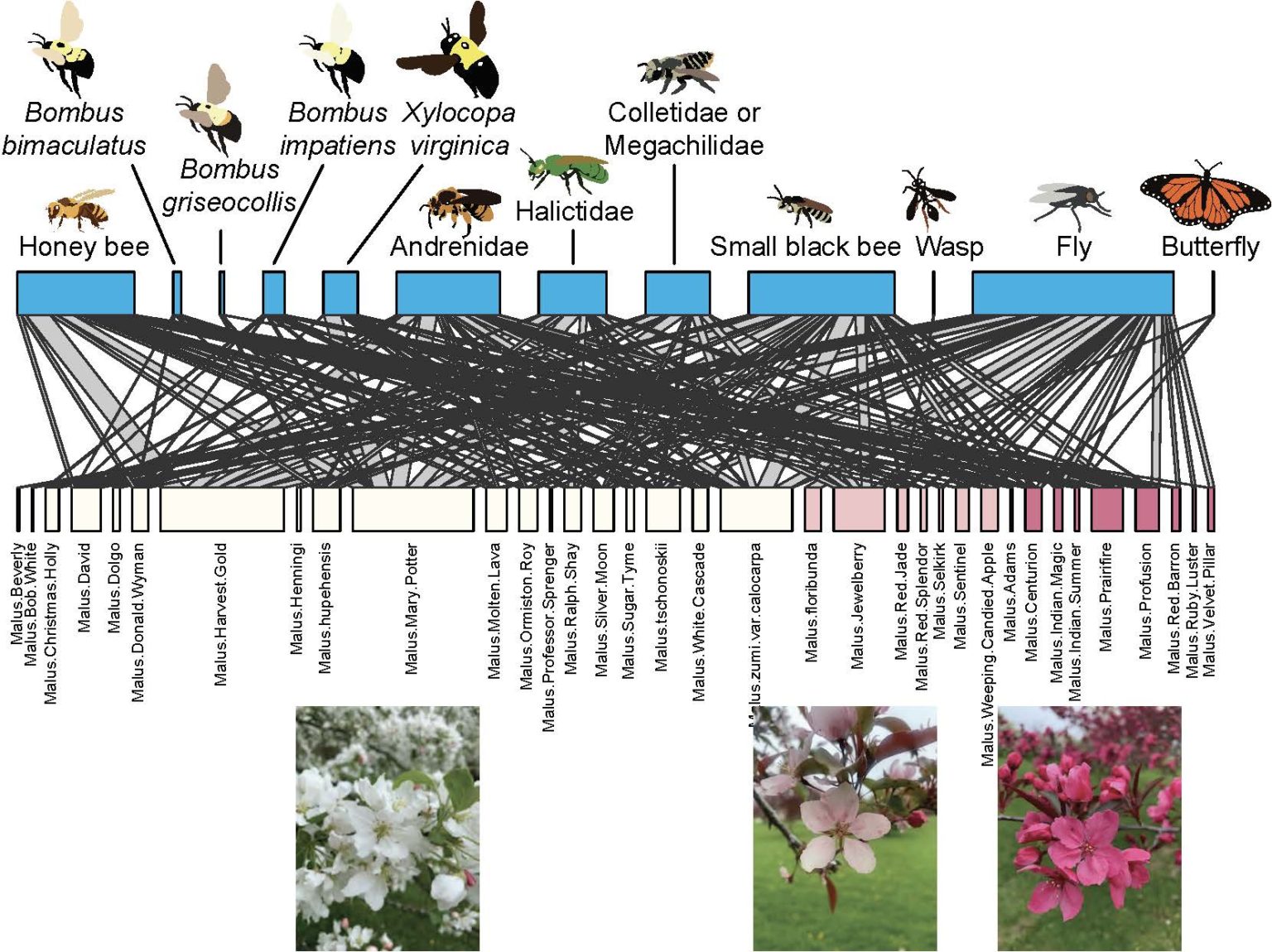 June is Pollinator Month: Here's why we need pollinators! » Pollinators ...