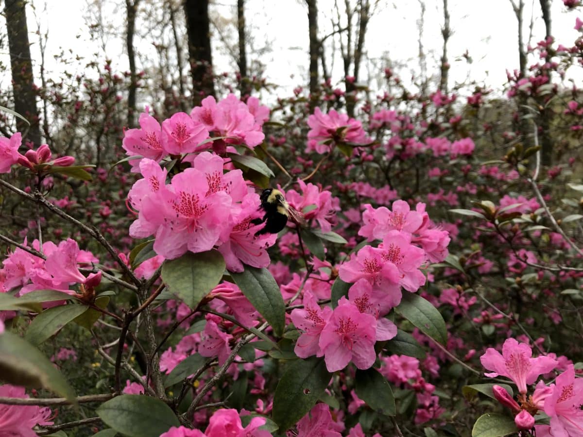 Helen S. Layer Rhododendron Garden » Holden Forests & Gardens