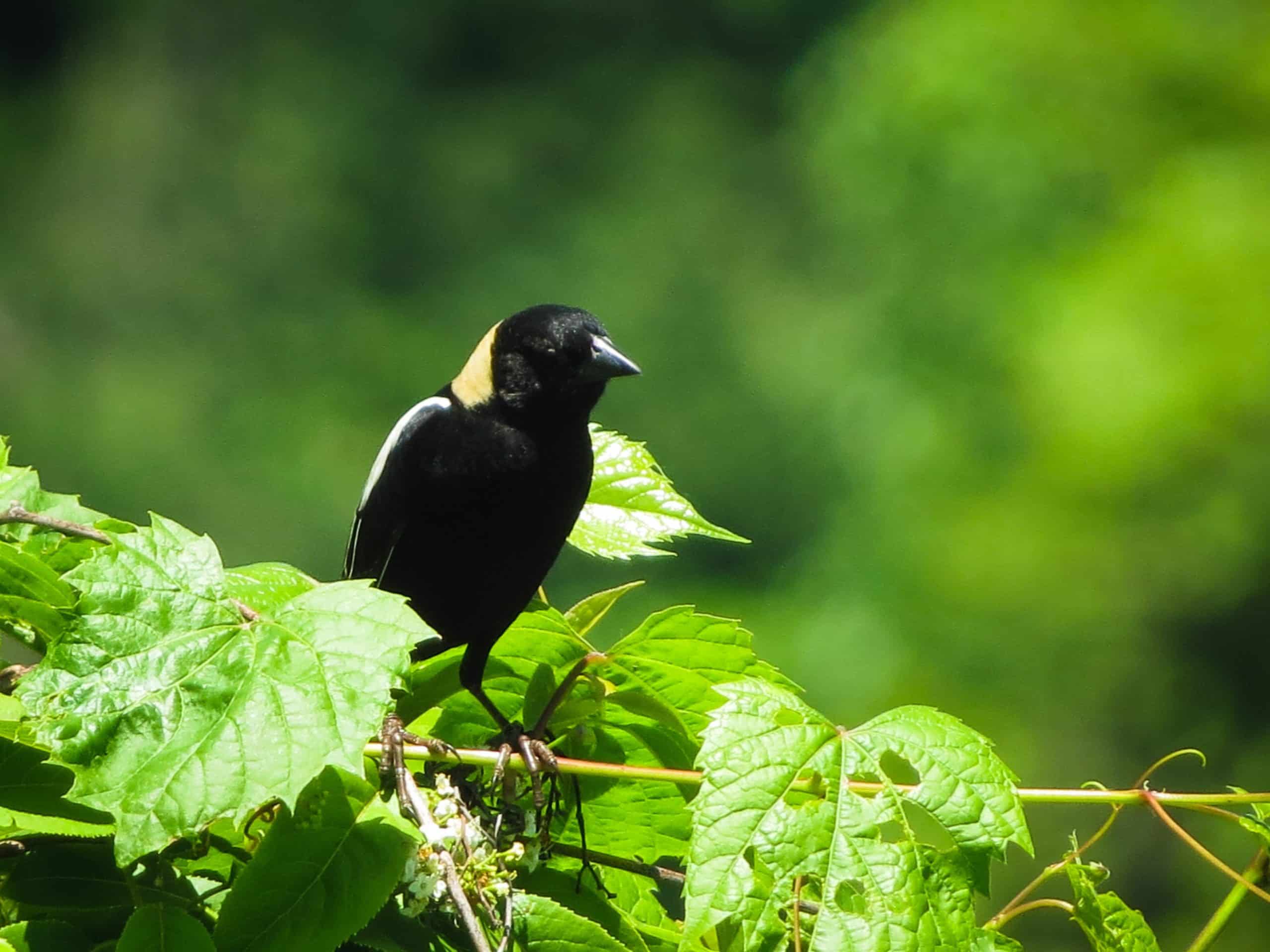 Bobolink » HF&G