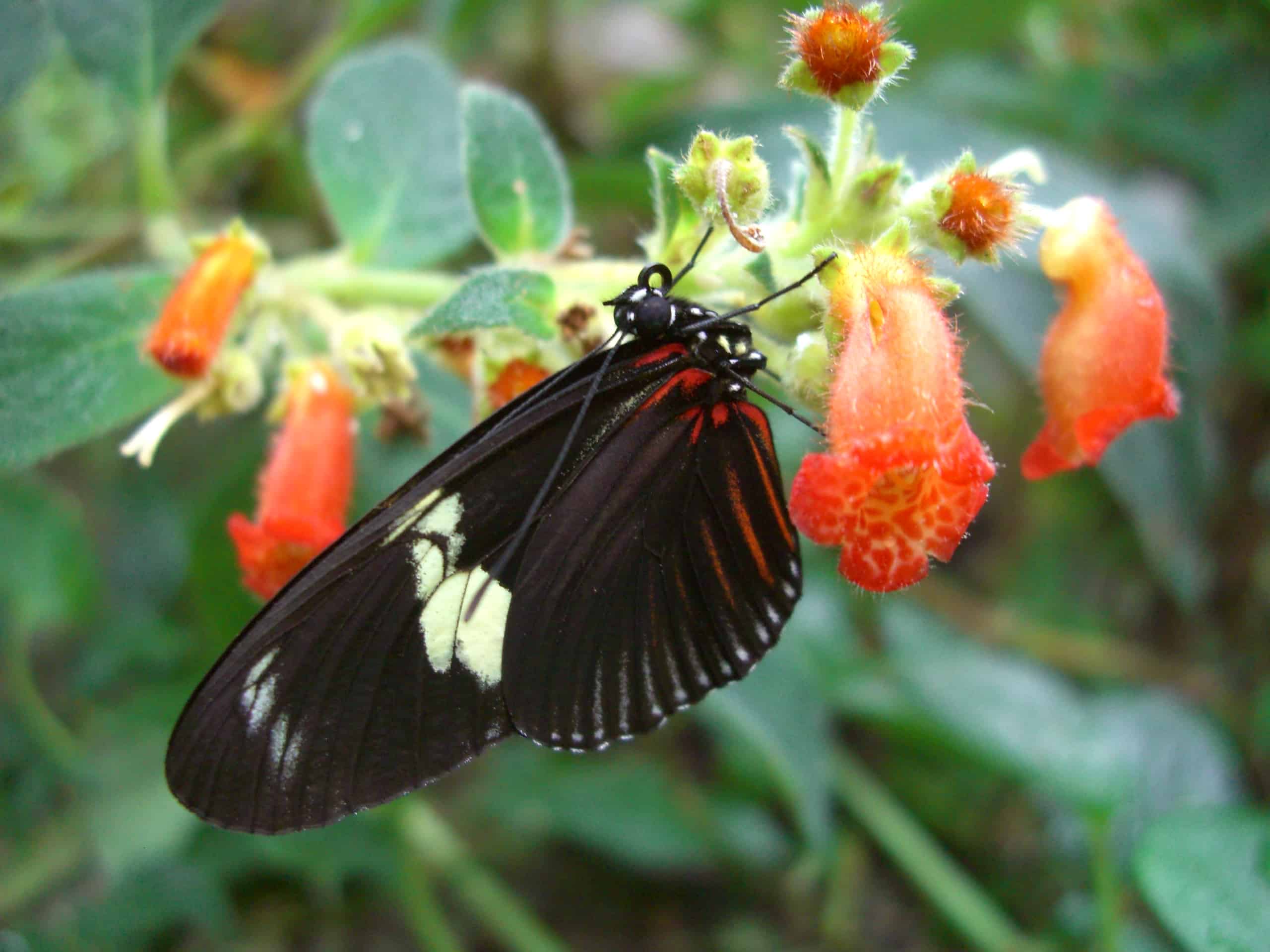 Holden Pollinator Kit Planting Guide » HF&G