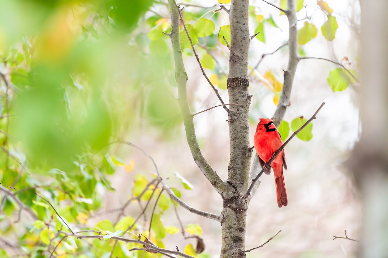 Backyard Bird Watch » Birding, Wildlife » HF&G
