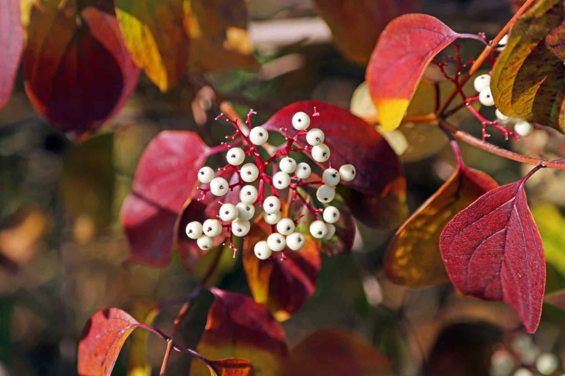 Red-osier dogwood » HF&G