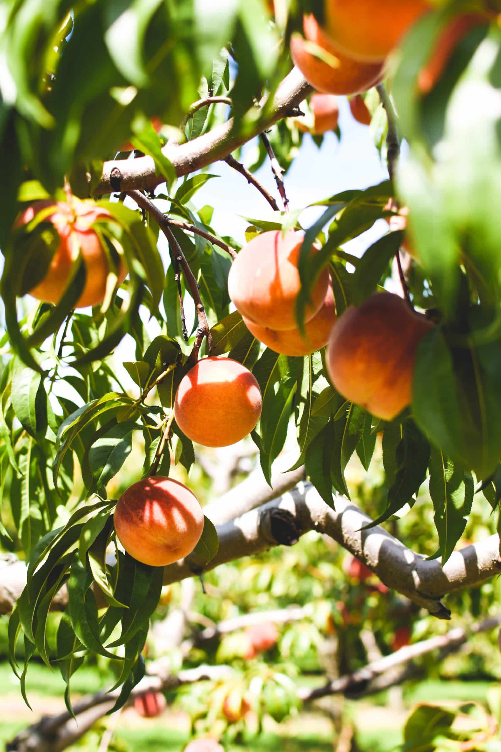 Persimmon » HF&G