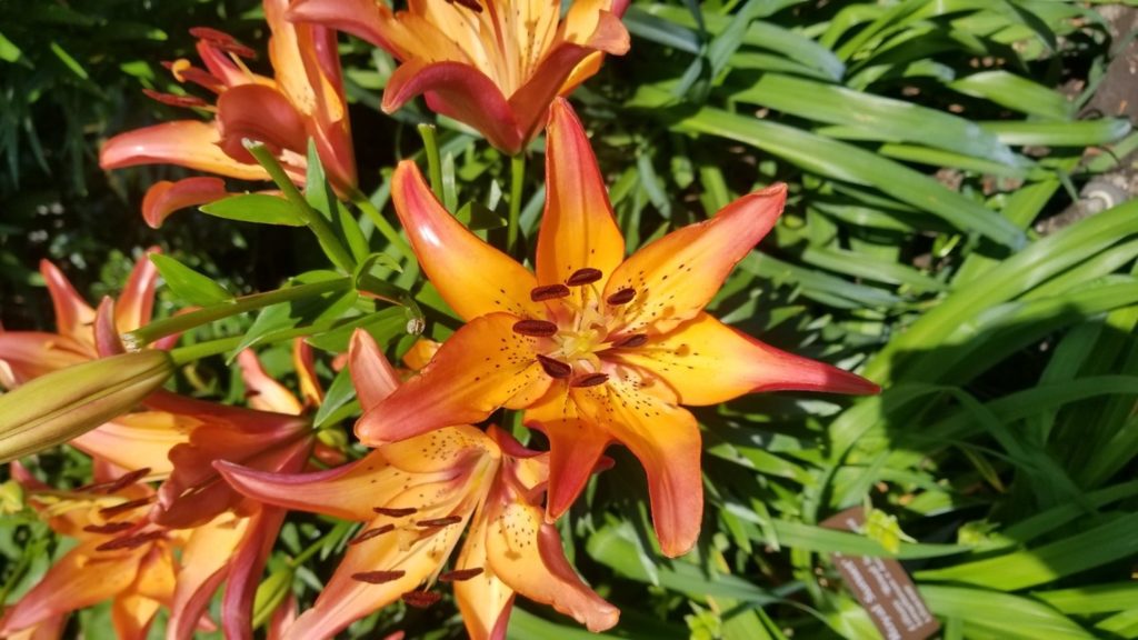 Become a Member » Holden Forests & Gardens