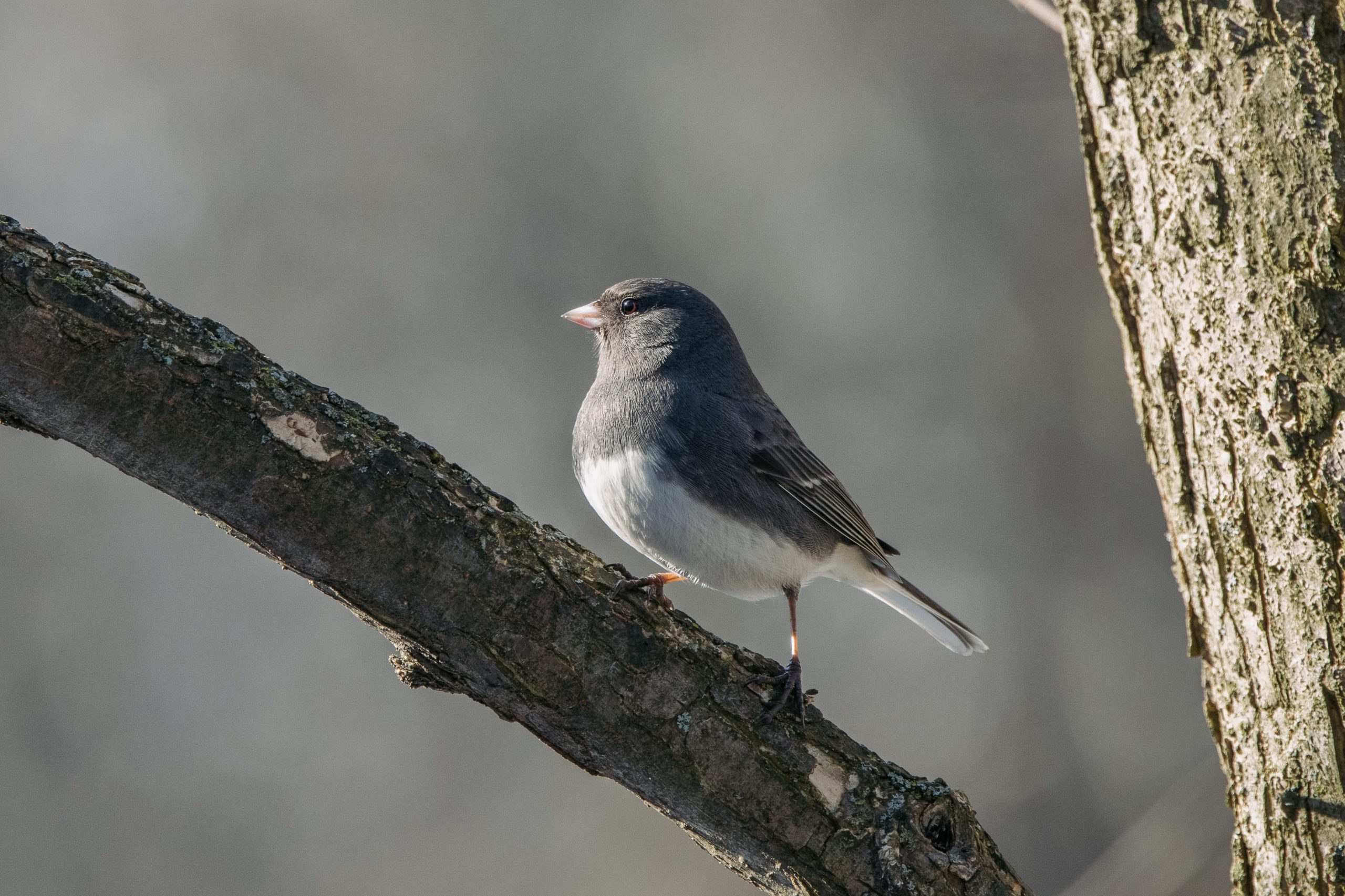 Dark-eyed Junco » HF&G