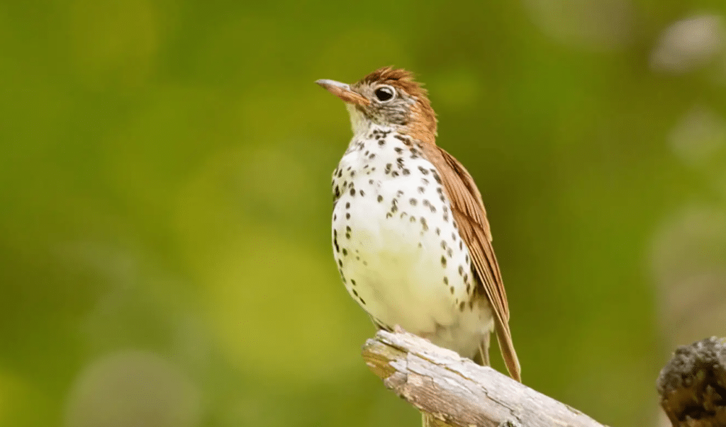 Wood Thrush » HF&G