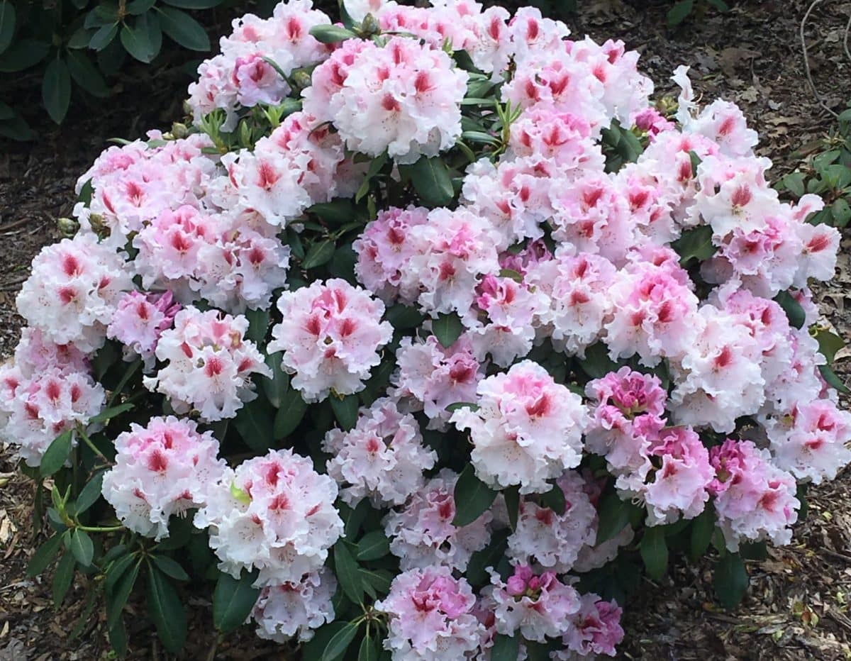 Landscape plant breeding » HF&G