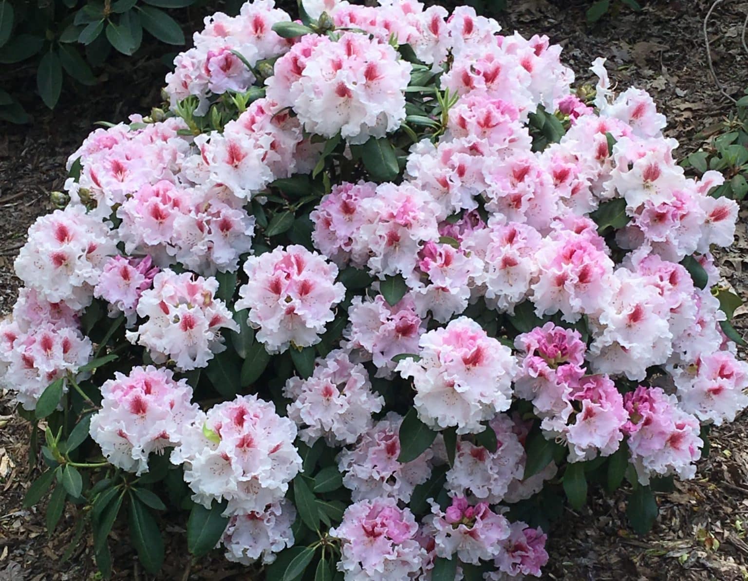 The Challenges of Rhododendron Research » Plants, Living collections » HF&G