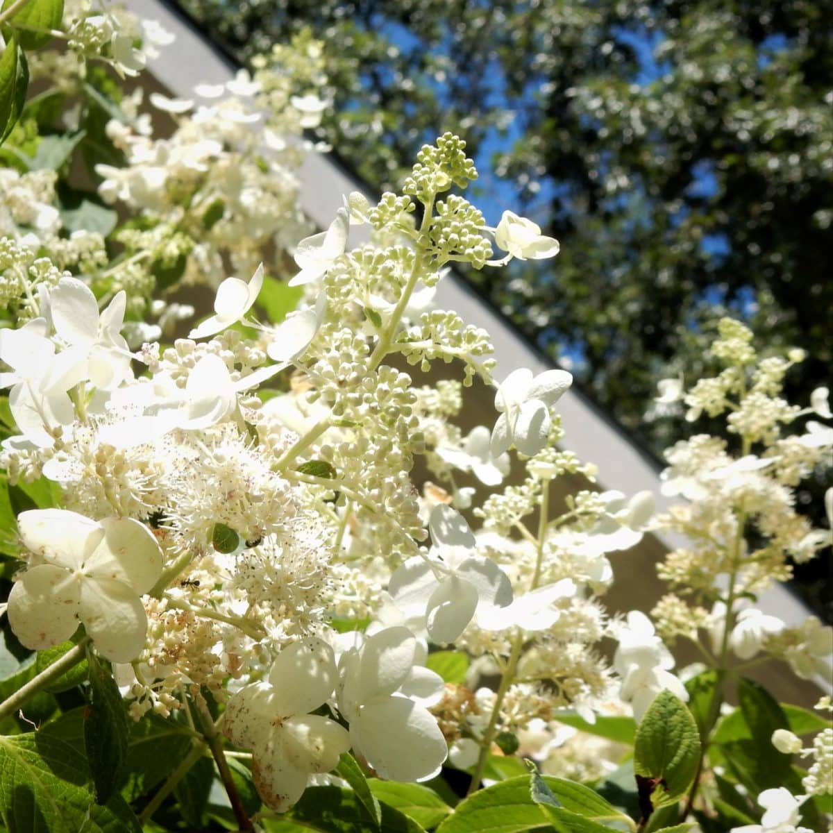 Sunken Garden » Cleveland Botanical Garden » Holden Forests & Gardens