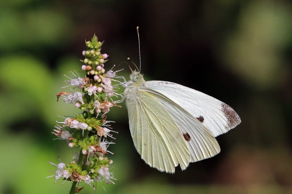 Return of the Butterflies » HF&G