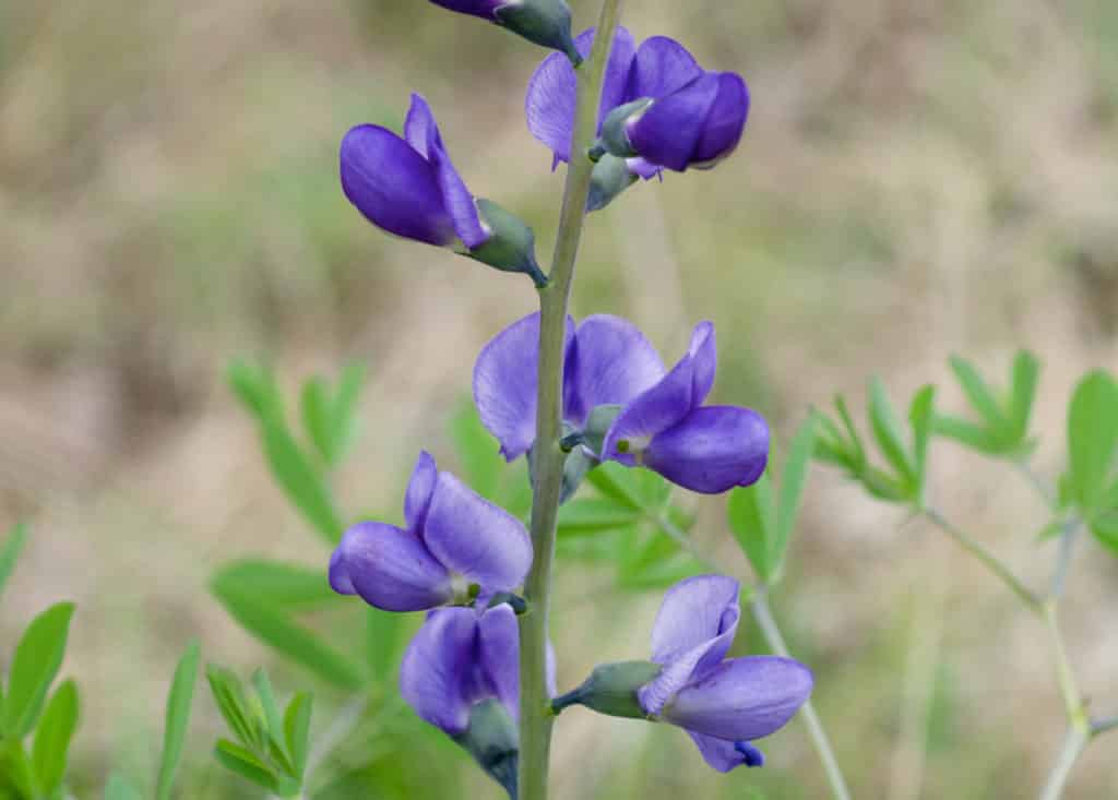 Blue false indigo » HF&G