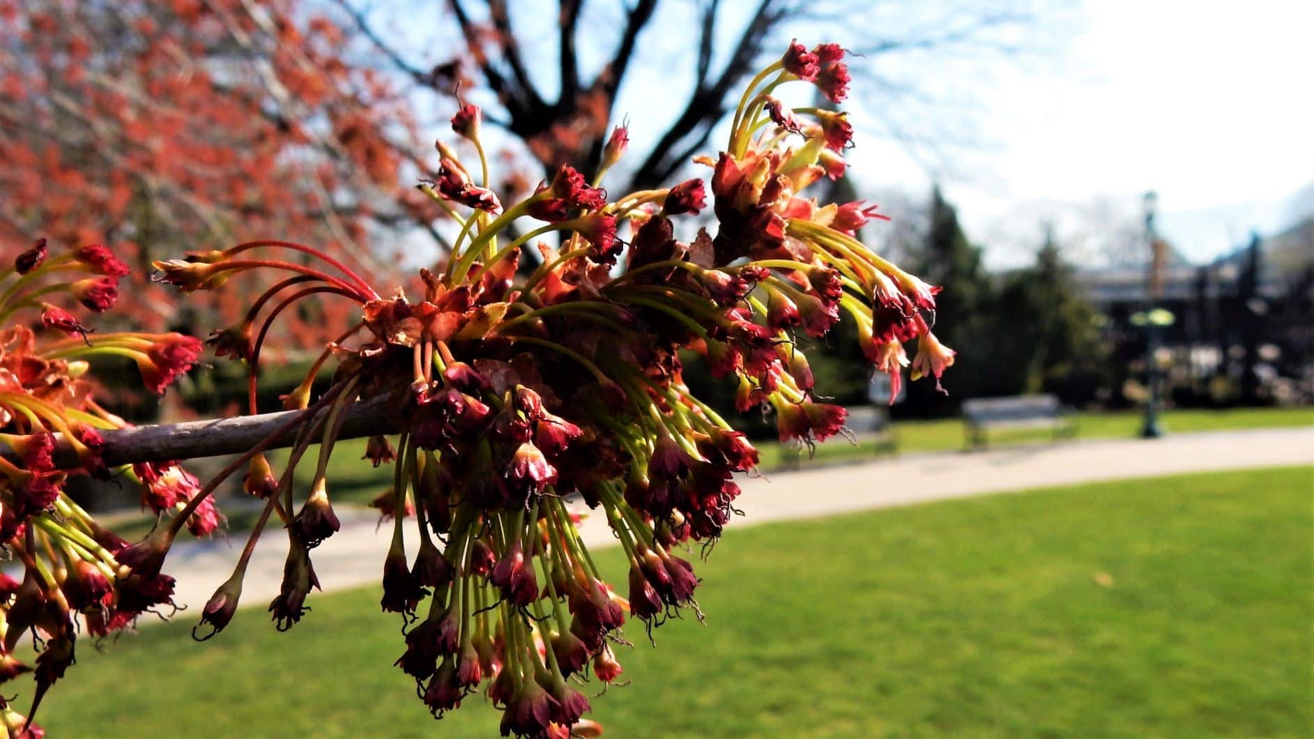 Trees are for Bees » Pollinators, Wildlife » HF&G