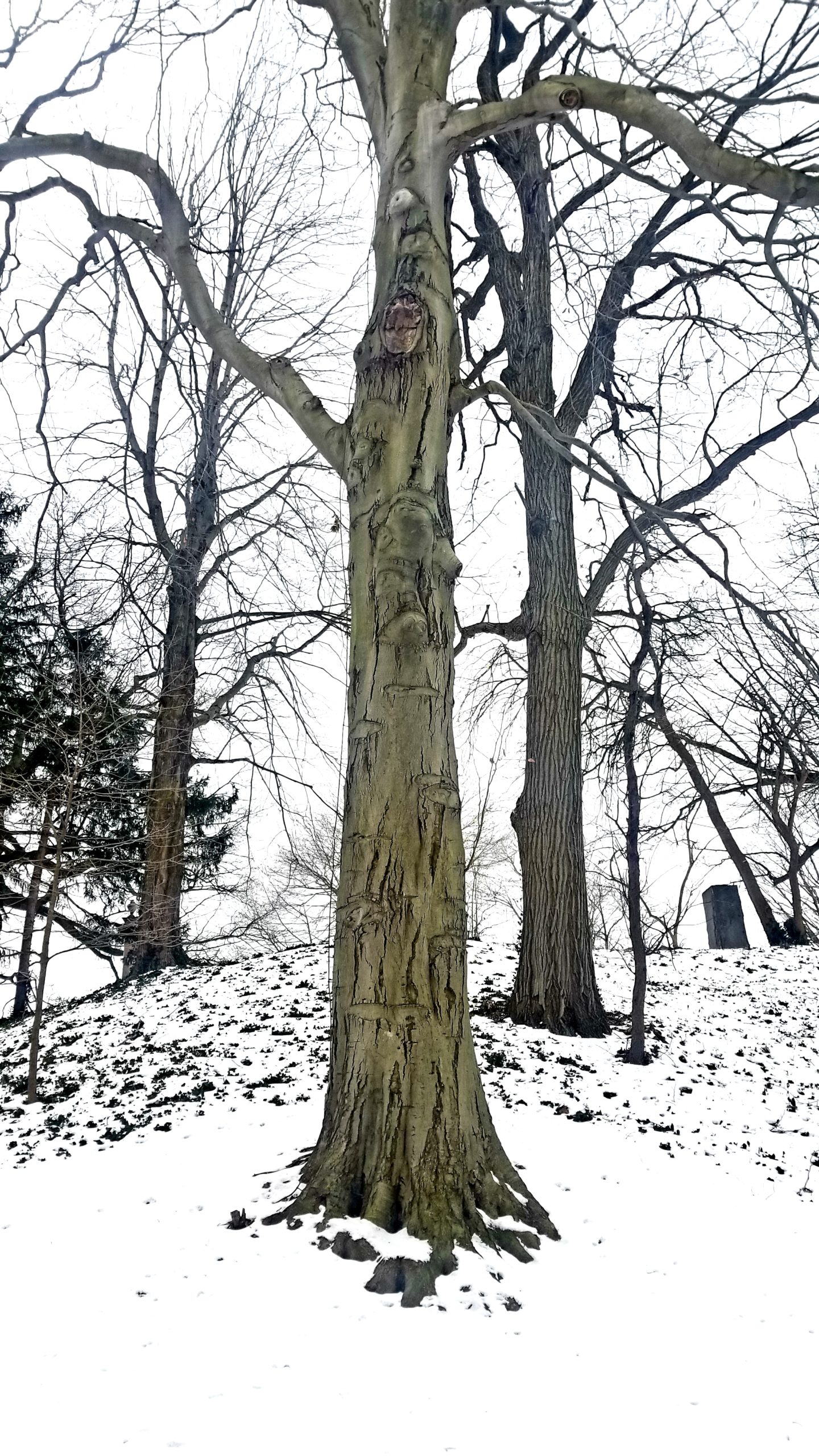 Have you heard of the Moses Cleaveland trees? » Trees » HF&G