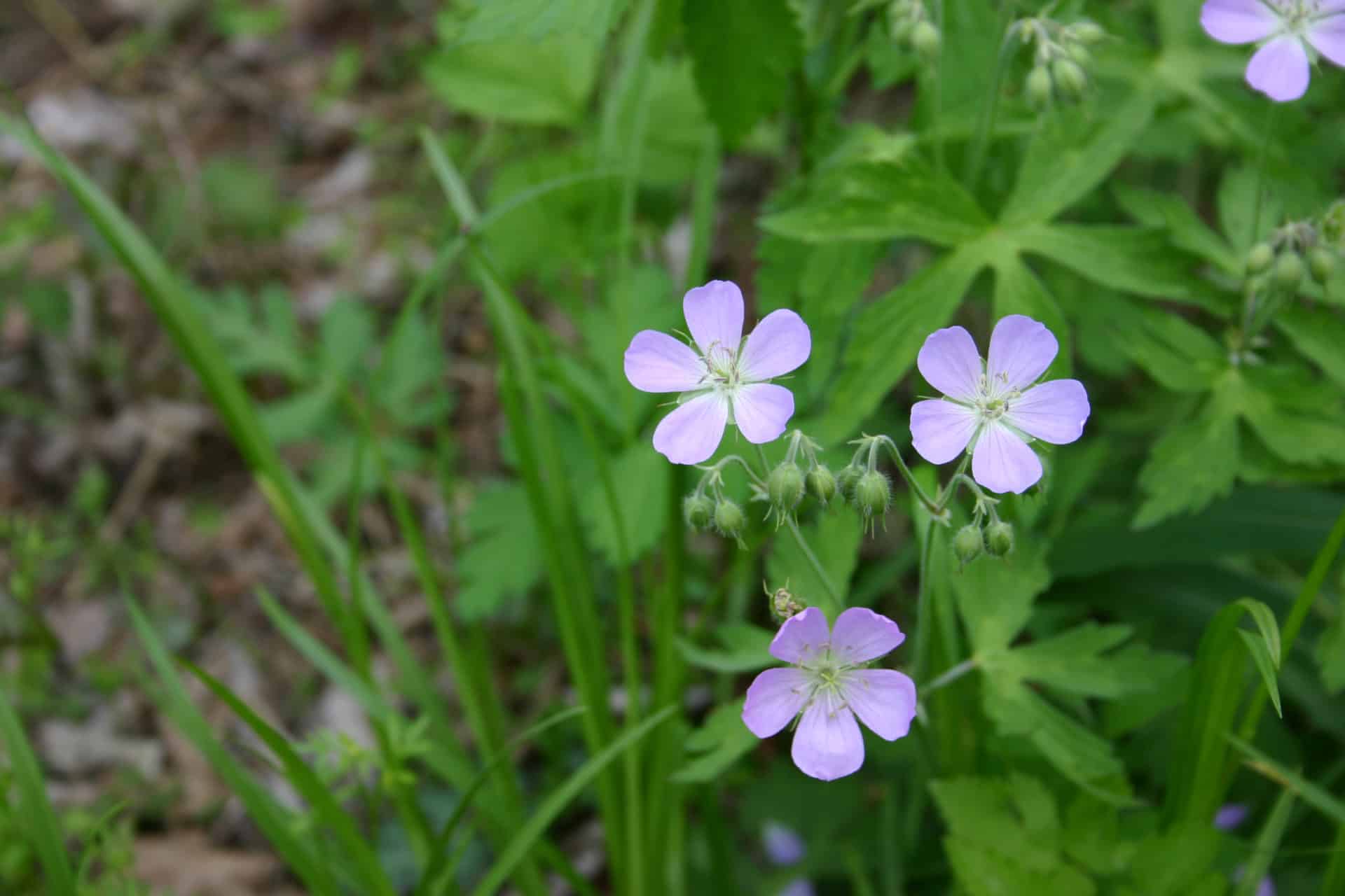 Wild geranium » HF&G