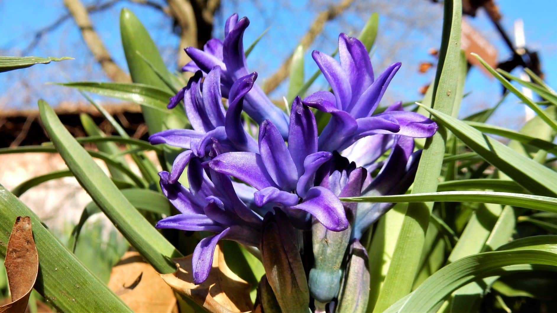 Discovering the “True-Blue” Flowers of Spring » Plants, Living ...