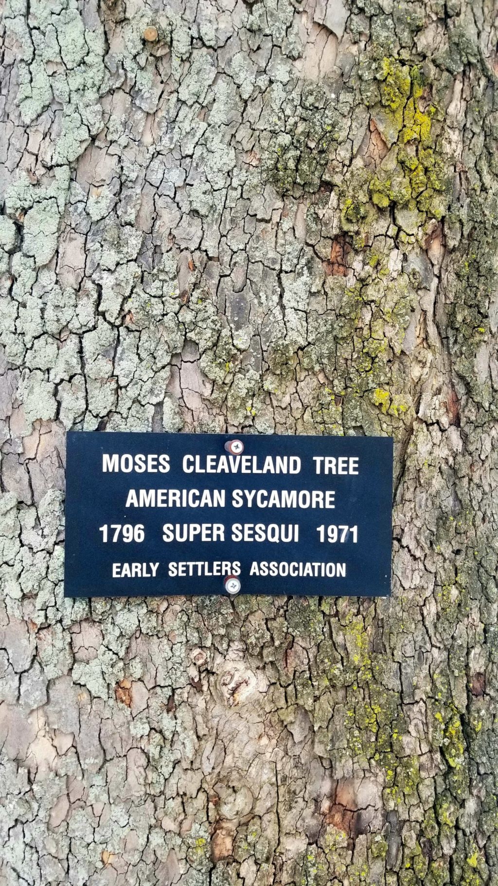 Have you heard of the Moses Cleaveland trees? » Trees » HF&G