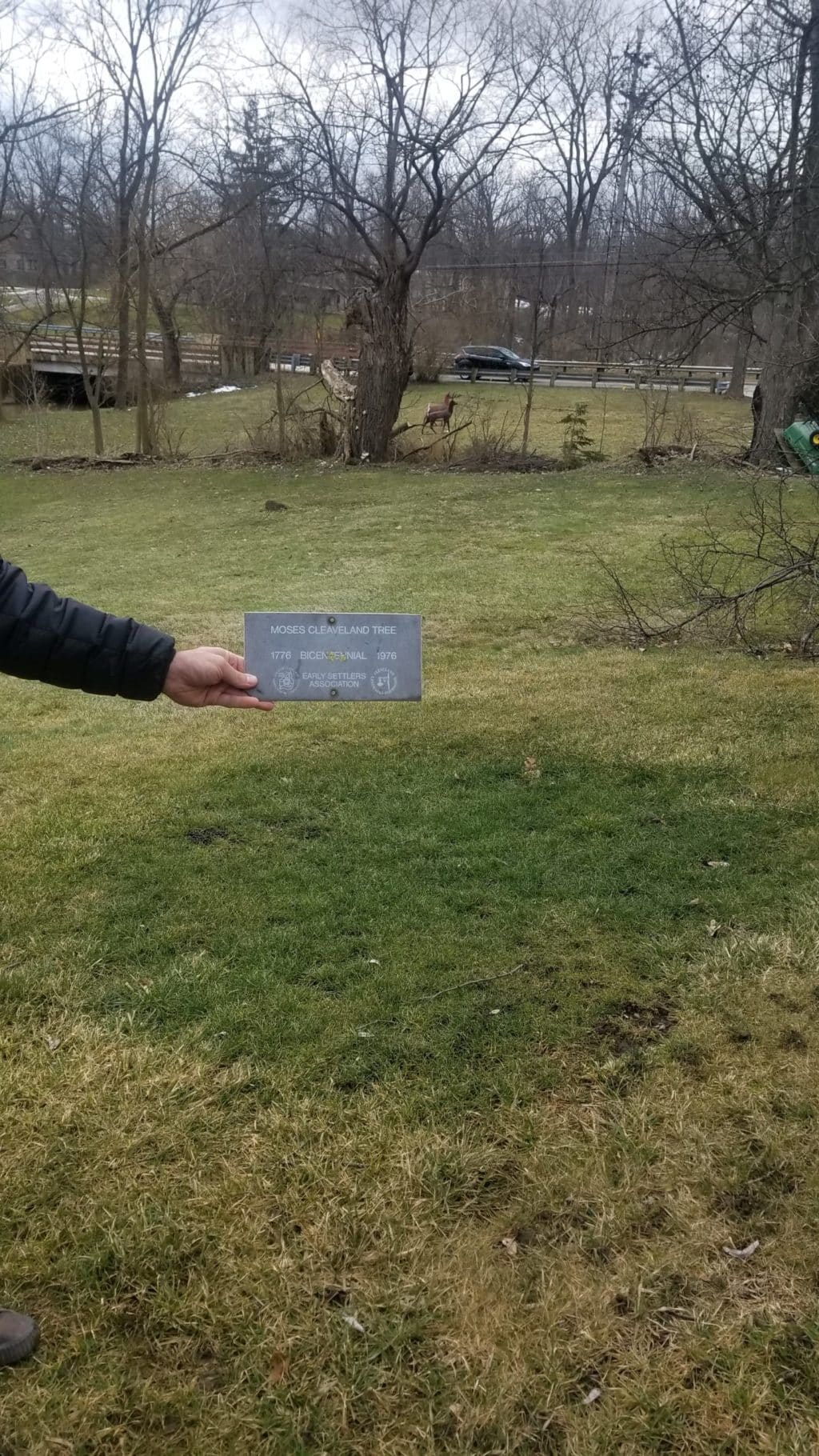 Have you heard of the Moses Cleaveland trees? » Trees » HF&G