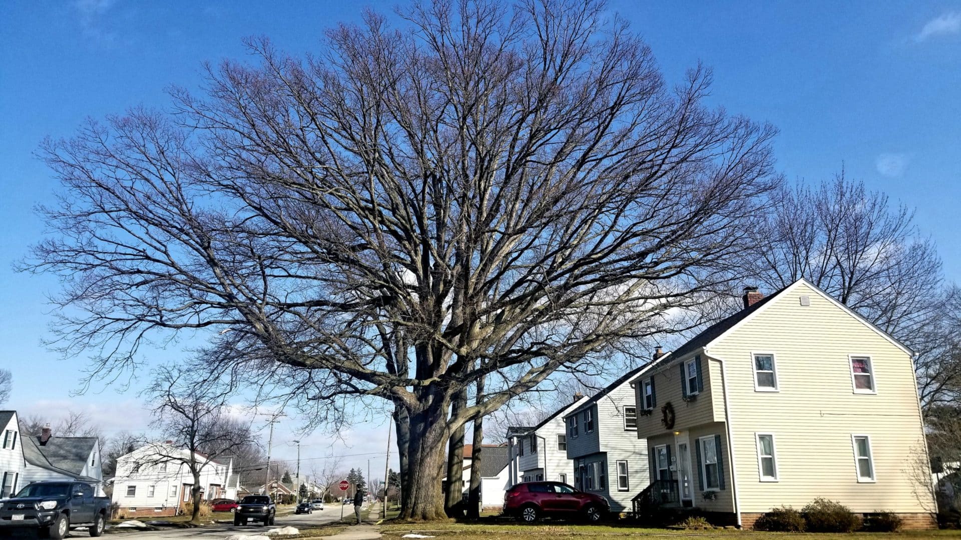 Have you heard of the Moses Cleaveland trees? » Trees » HF&G