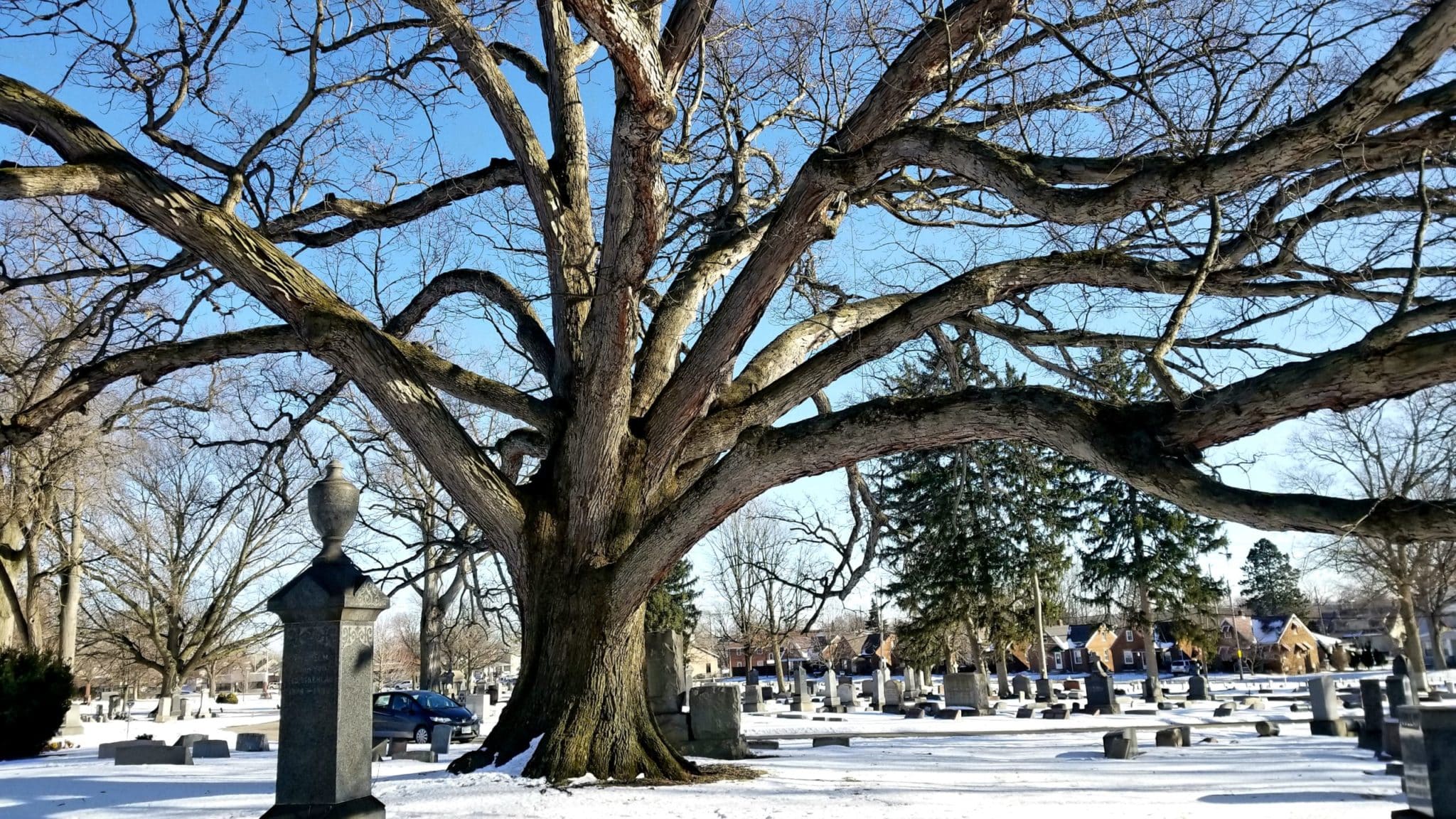 Have you heard of the Moses Cleaveland trees? » Trees » HF&G