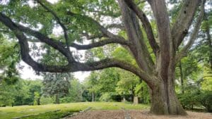 Have you heard of the Moses Cleaveland trees? » Trees » HF&G