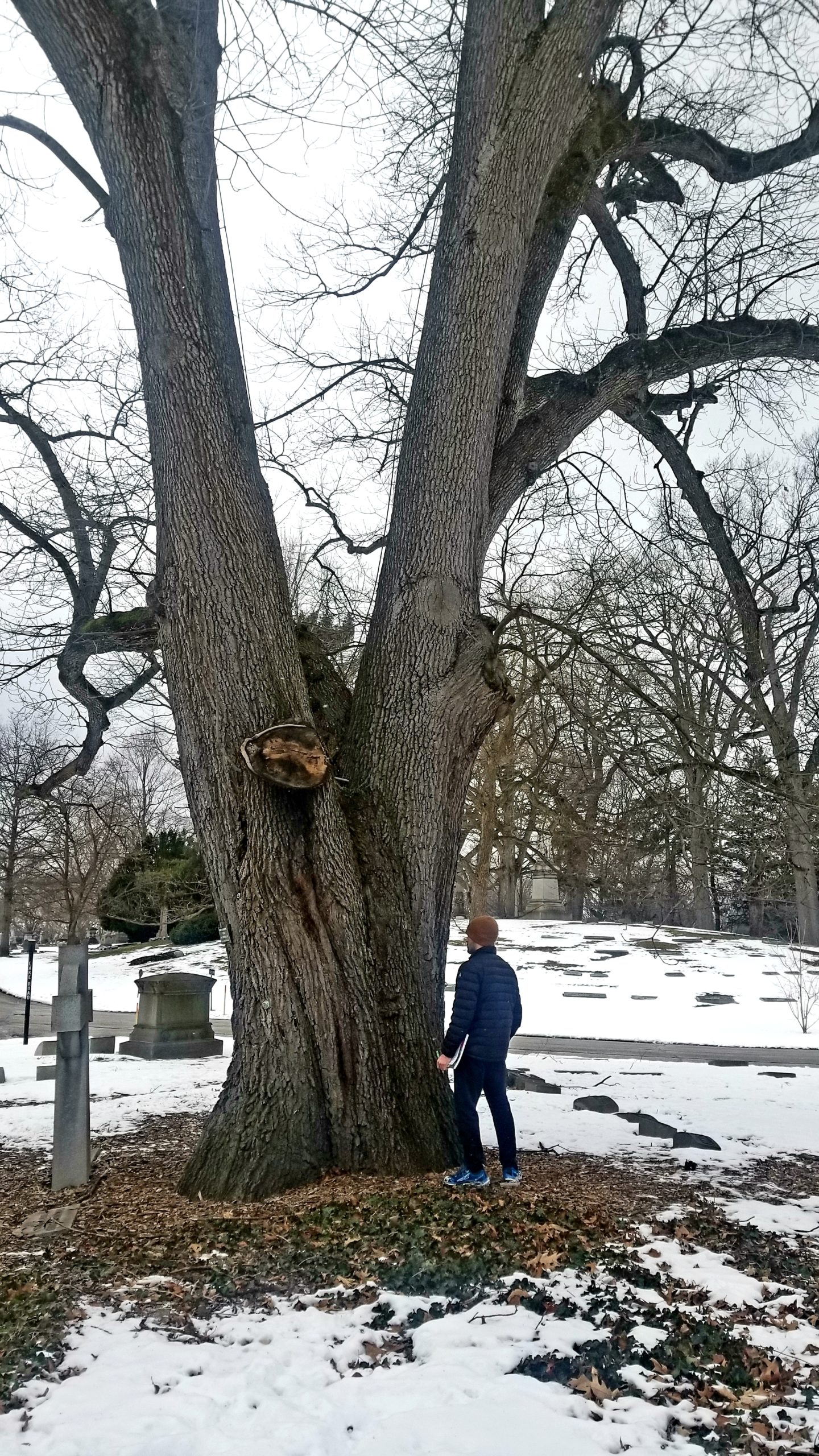 Have you heard of the Moses Cleaveland trees? » Trees » HF&G