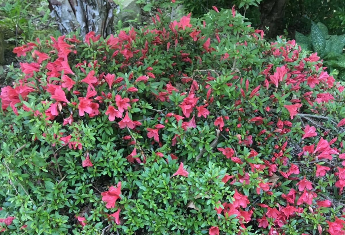 Evergreen azalea » HF&G