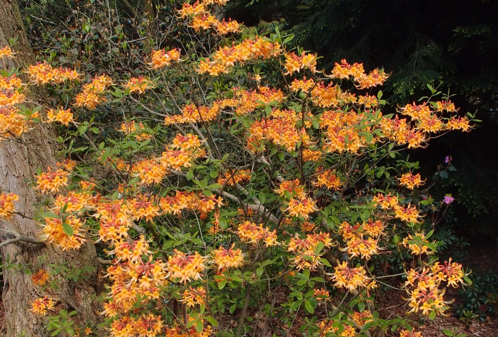 Deciduous azalea » HF&G