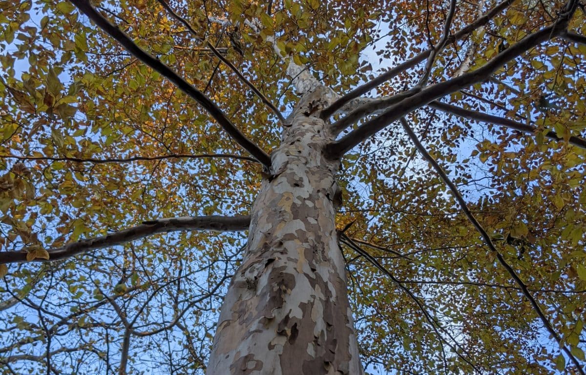 Japanese stewartia » HF&G