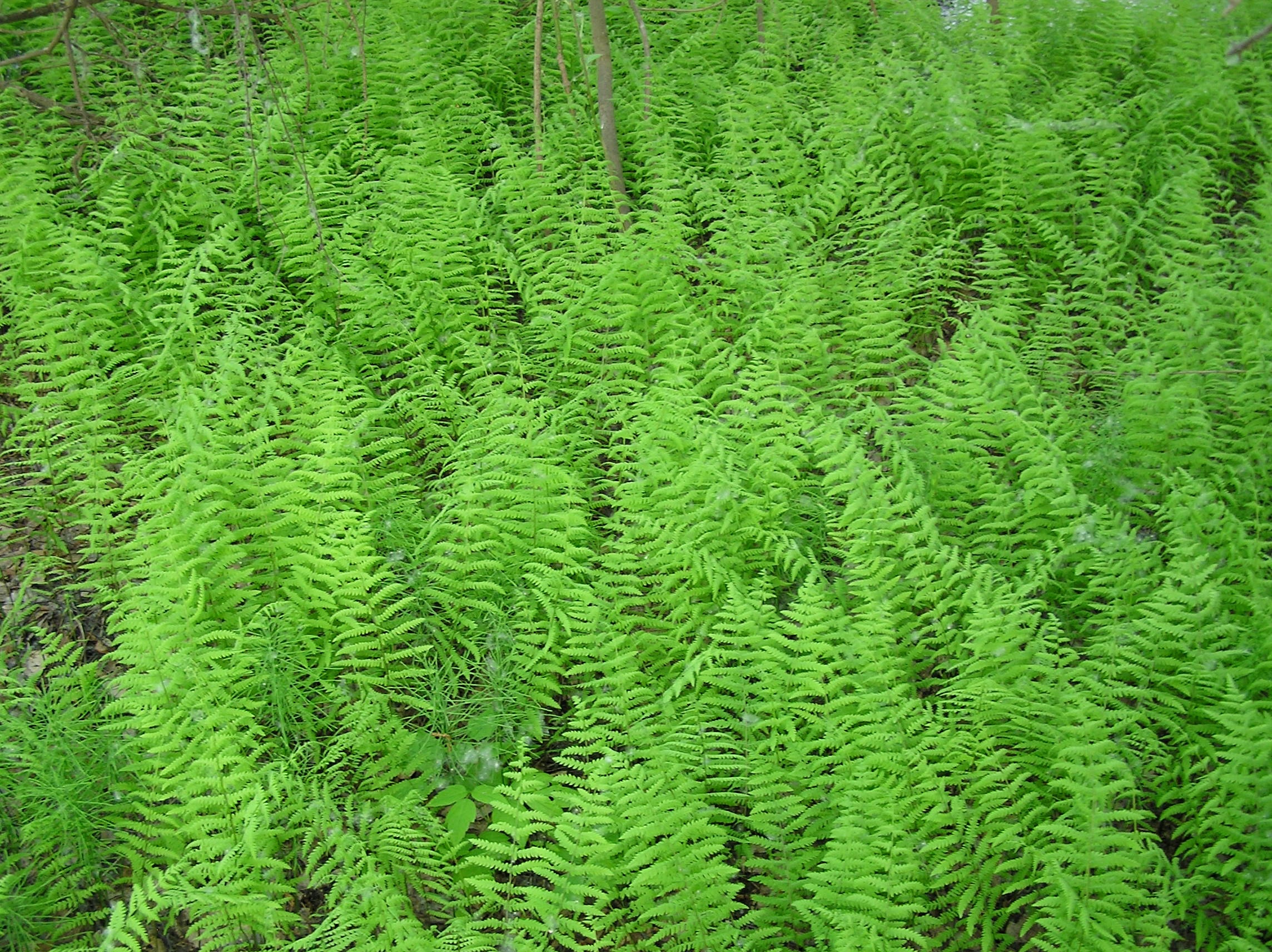 Marsh fern » HF&G