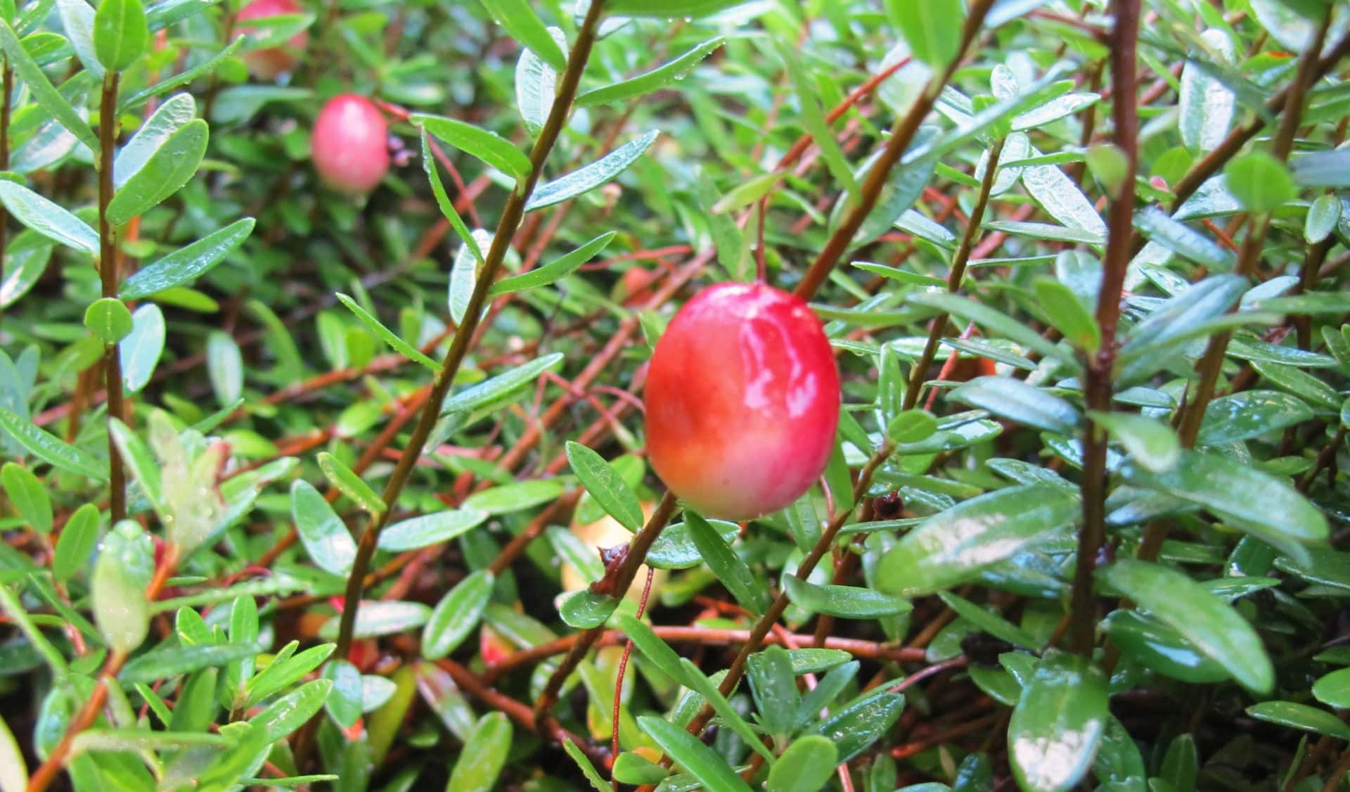 Large cranberry » HF&G
