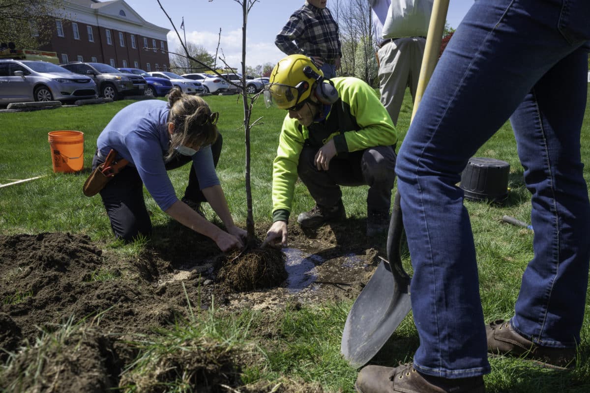 When to Plant a Tree » Land management, Trees, Urban Forestry » HF&G